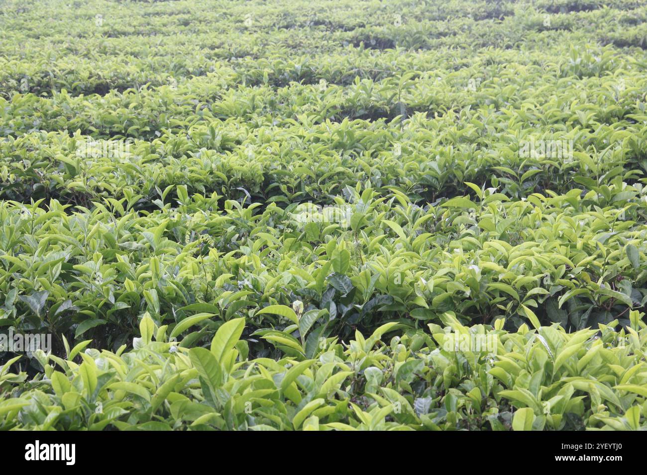 Pangalengan, Tea Plantation, Bandung, Indonesia Stock Photo - Alamy