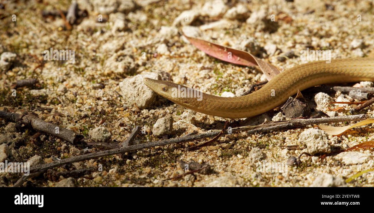 Burton legless lizard hi-res stock photography and images - Alamy
