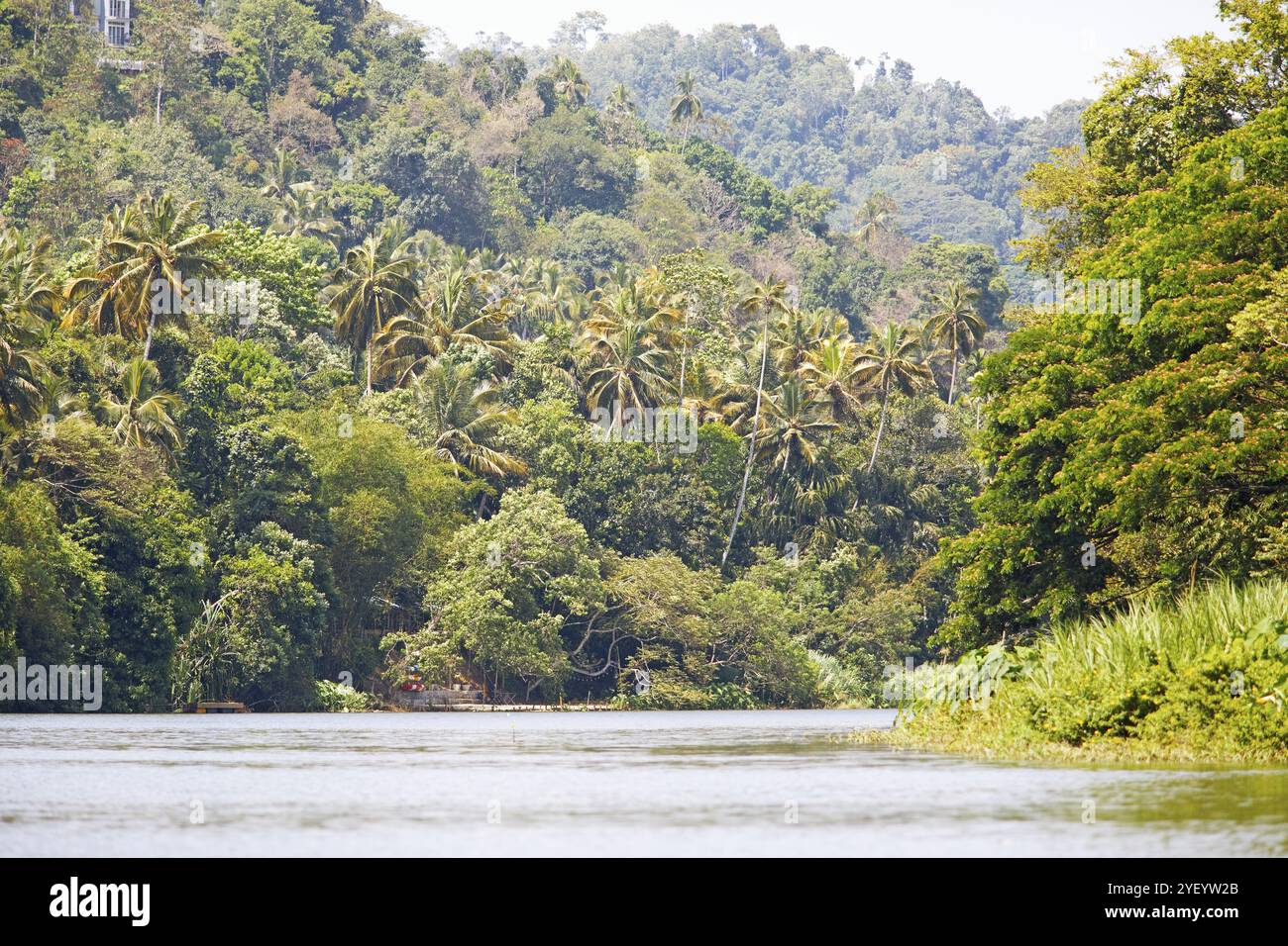 Jungle landscape by the Mahaweli River, Kandy, Central Province, Sri ...