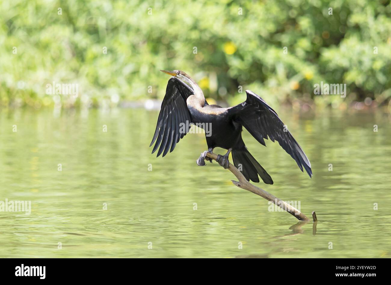 Oriental Darter or Indian Darter (Anhinga melanogaster) on a trunk with ...