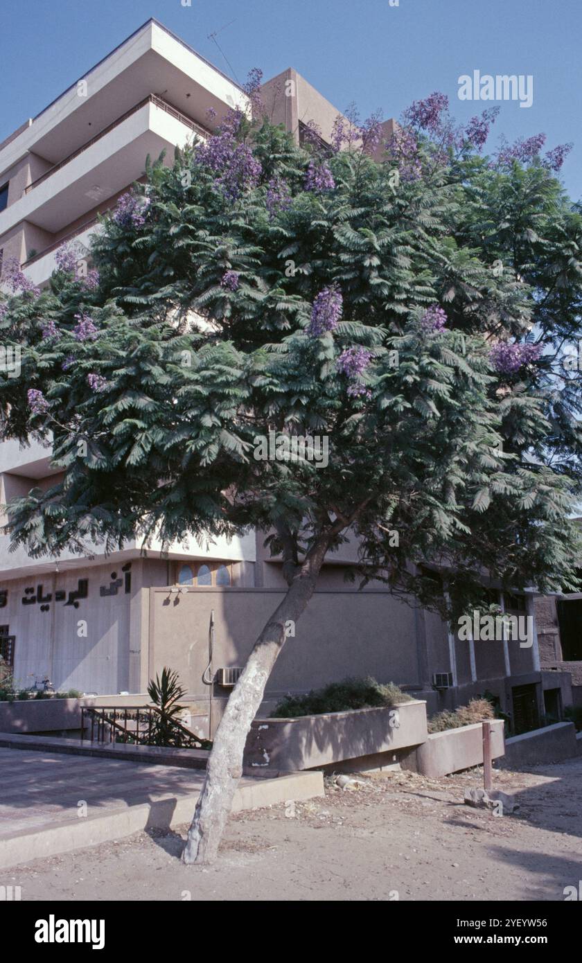 Flower tree, Jakaranda, house, Cairo, Egypt, September 1989, vintage ...