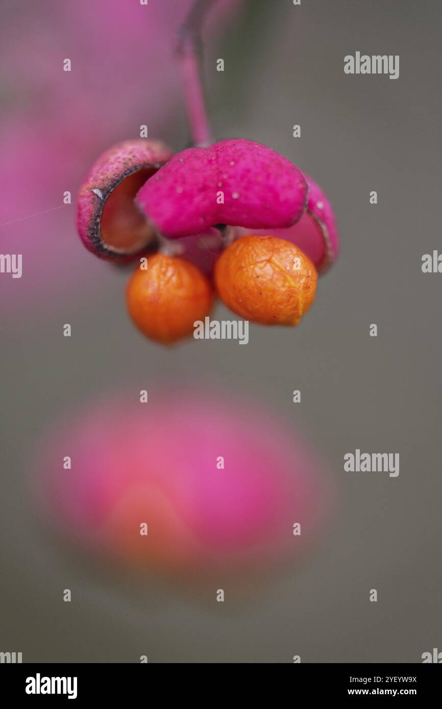 Peacock, spindle bush (Euonymus europaeus), fruit stand, Emsland, Lower ...