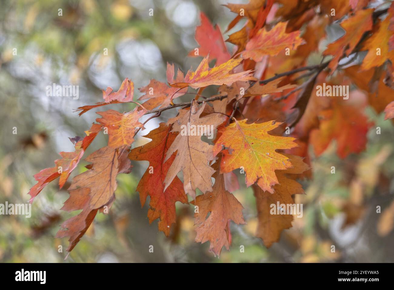 Autumn leaves of the red oak (Quercus rubrum), Emsland, Lower Saxony ...