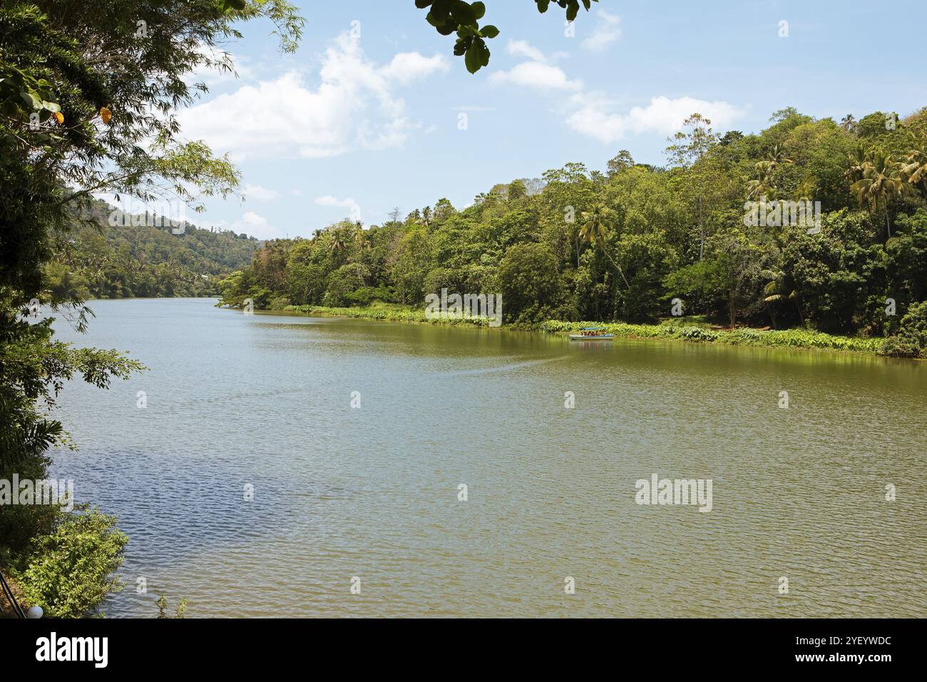 Boat and jungle landscape on the Mahaweli River, Kandy, Central ...