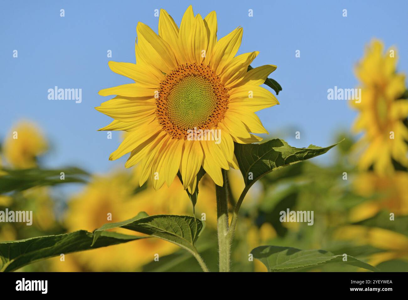 Sunflower (Helianthus annuus) in bloom, sunflower field, blue sky ...