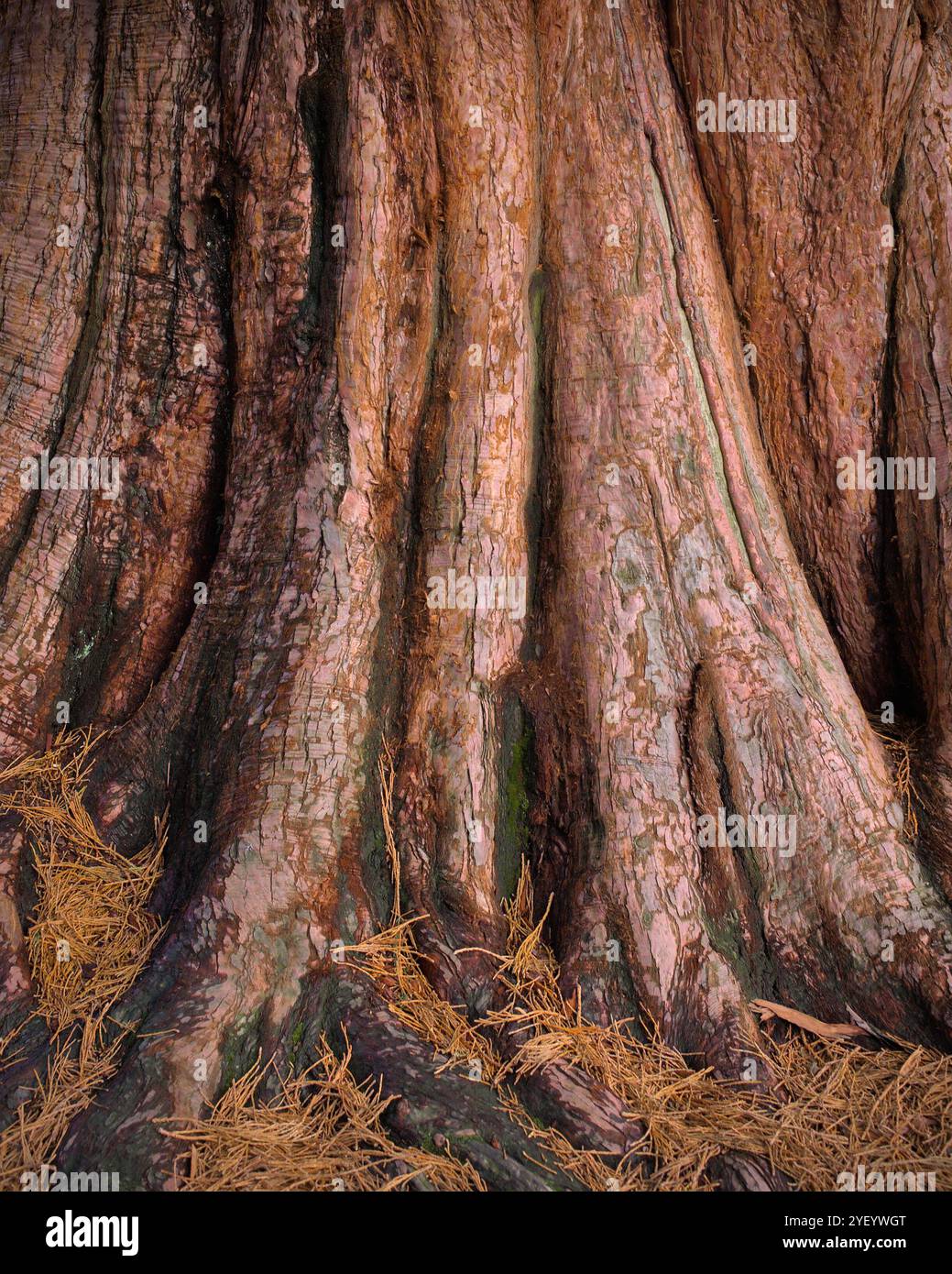 Vibrant red tree in cannon hill park birmingham UK. WELLINGTONIA ...