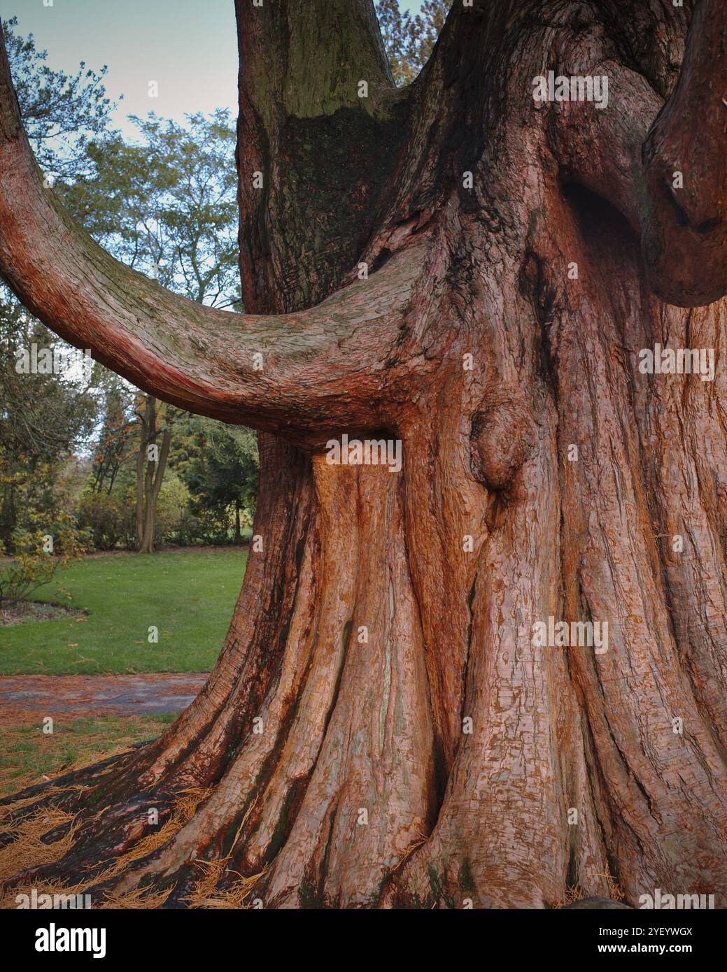 Vibrant red tree in cannon hill park birmingham UK. WELLINGTONIA ...
