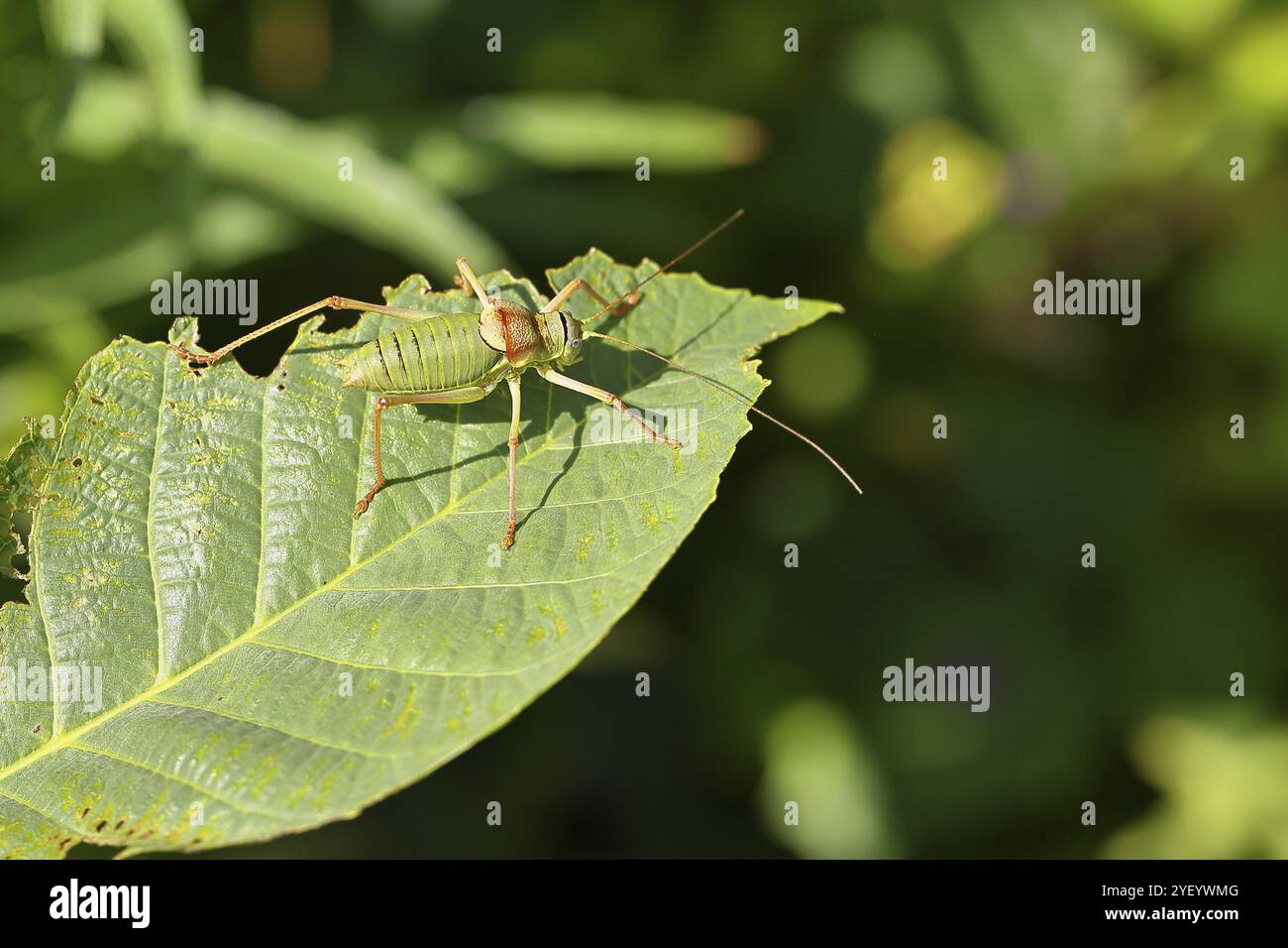Fingered list hi-res stock photography and images - Alamy