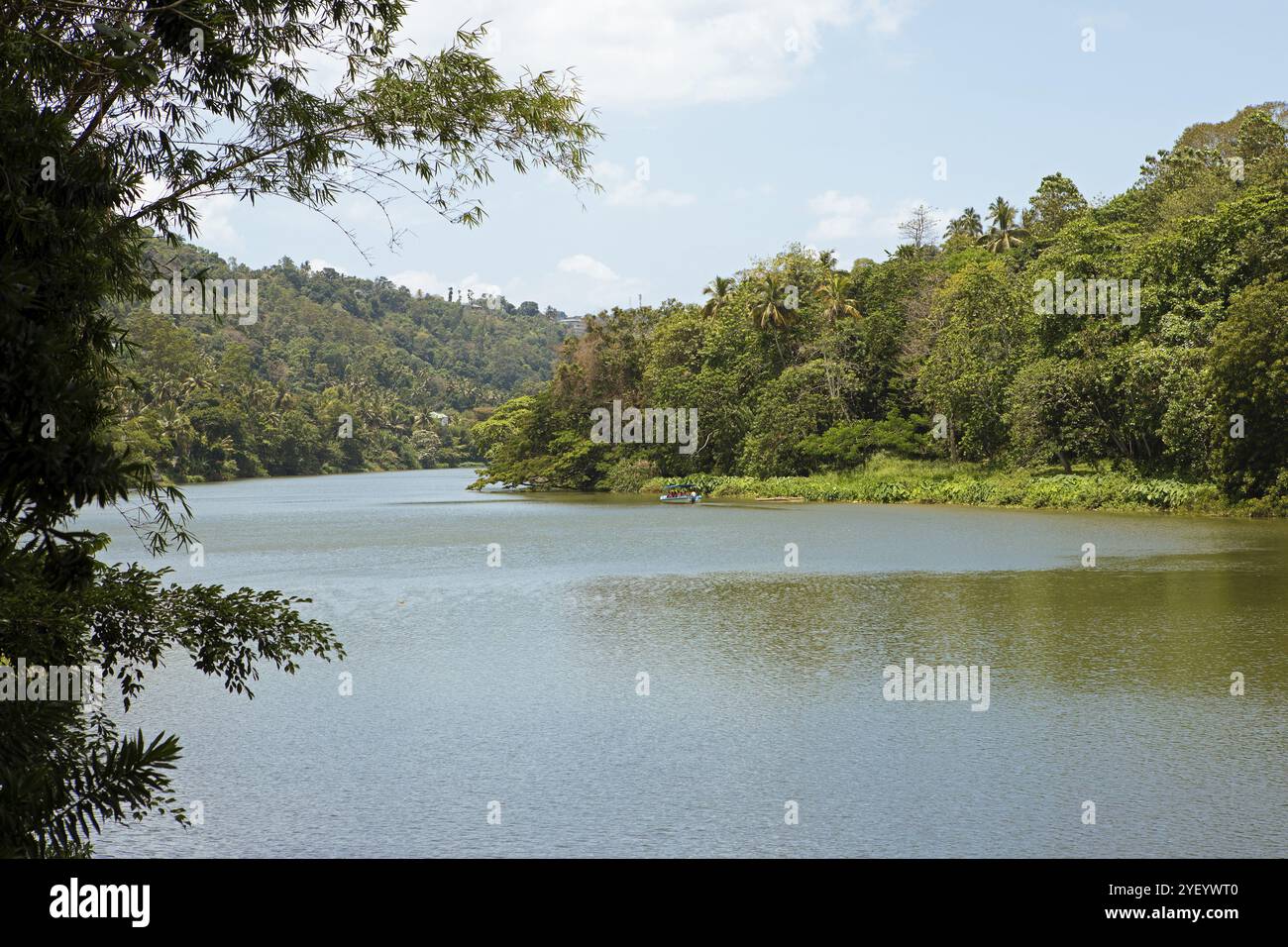 Boat and jungle landscape on the Mahaweli River, Kandy, Central ...