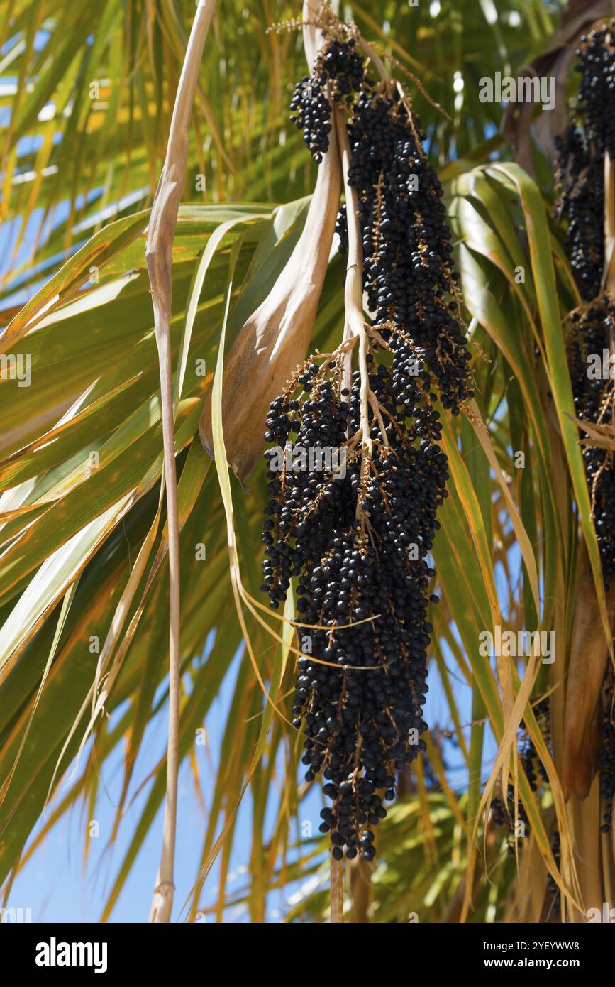 Black berries hanging from a palm tree with sunlit green leaves under a ...