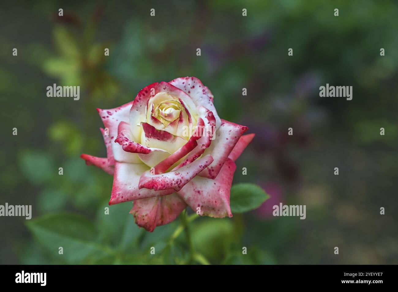 Red white rose in hi-res stock photography and images - Alamy