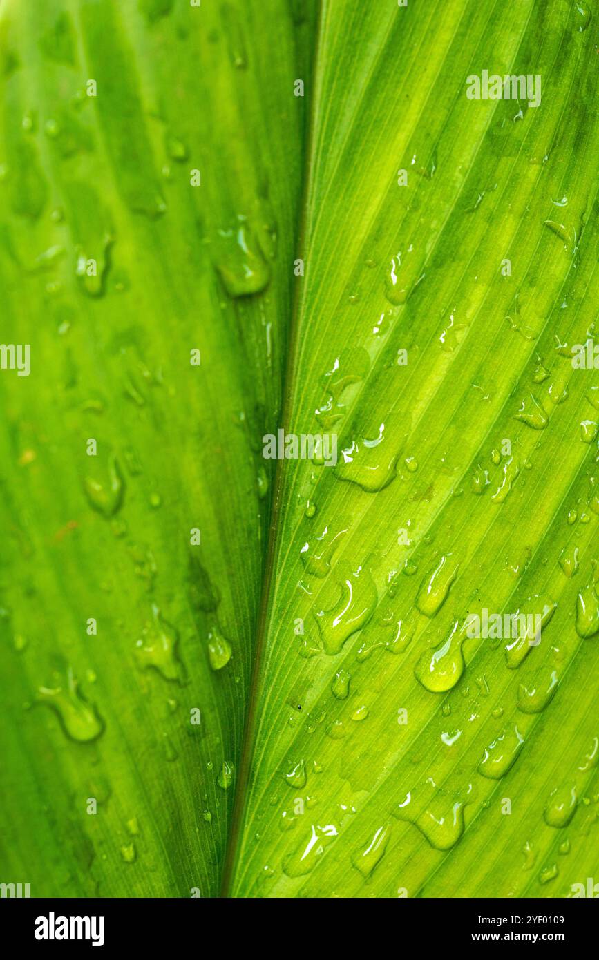 Curcuma longa hi-res stock photography and images - Alamy