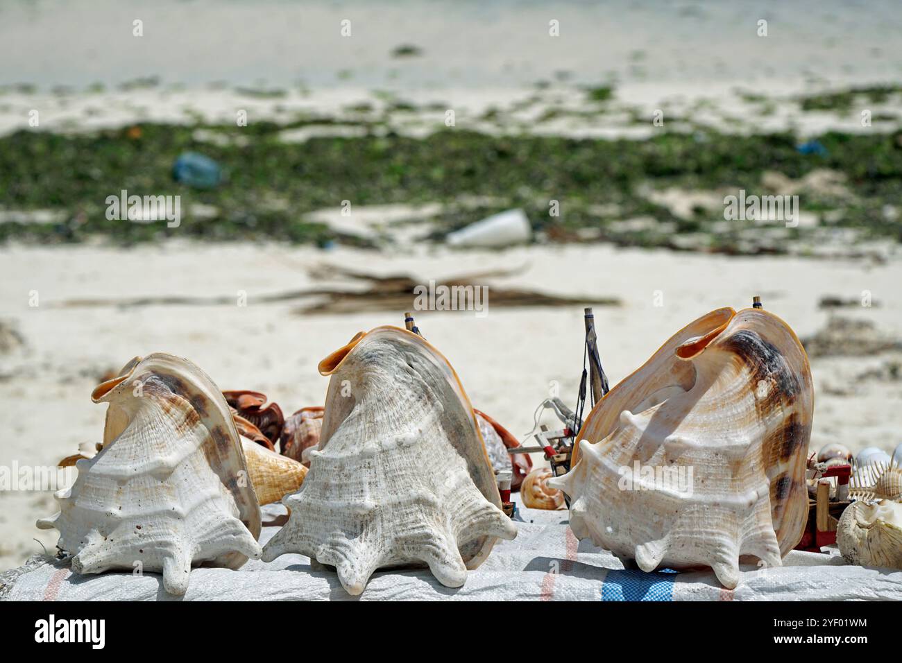 Sea shells collected on a beach on Zanzibar Stock Photo - Alamy