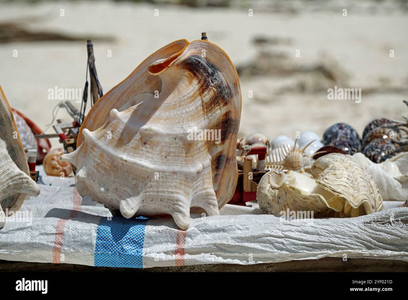 Sea shells collected on a beach on Zanzibar Stock Photo - Alamy