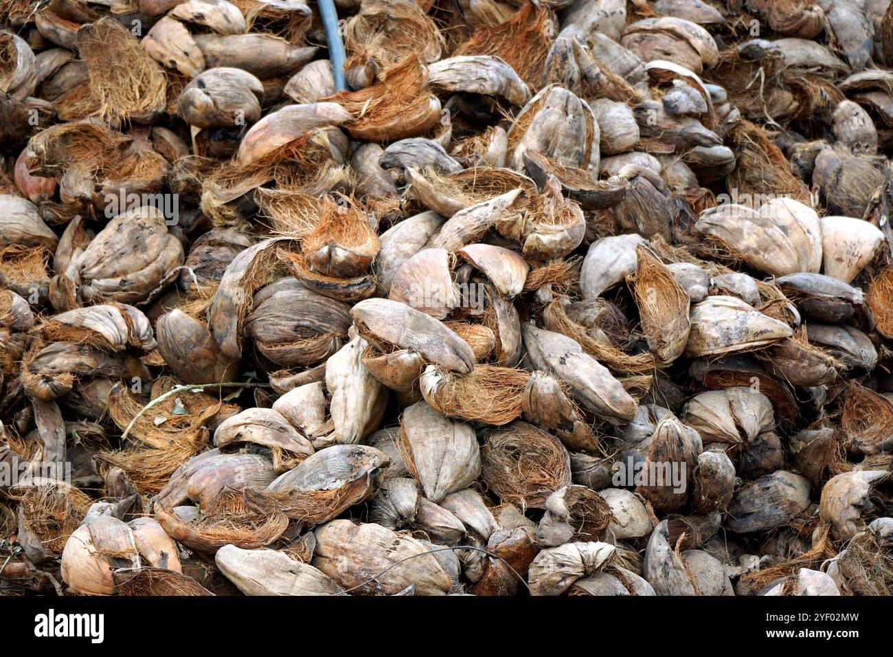 Weathered coconut shell with rough surface Stock Photo - Alamy