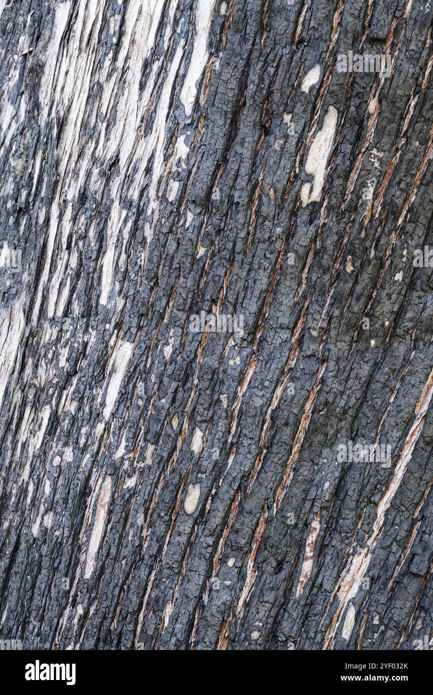 Australian bark textures from trees Stock Photo - Alamy