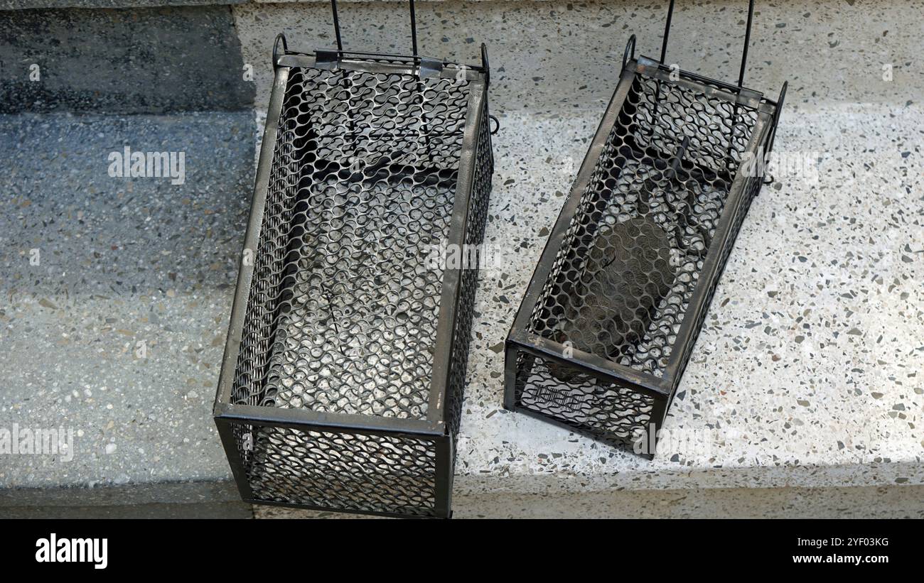 Non toxic rat trap hi-res stock photography and images - Alamy