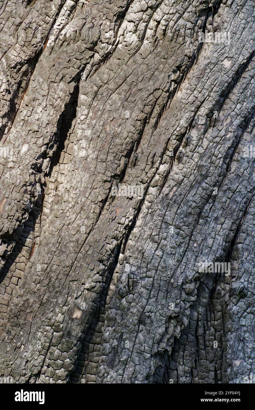 Australian bark textures from trees Stock Photo - Alamy