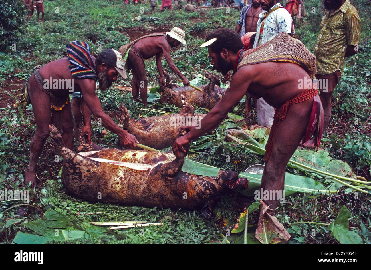 Huli tribesmen butchering pigs using bamboo knives at a ritual pig ...