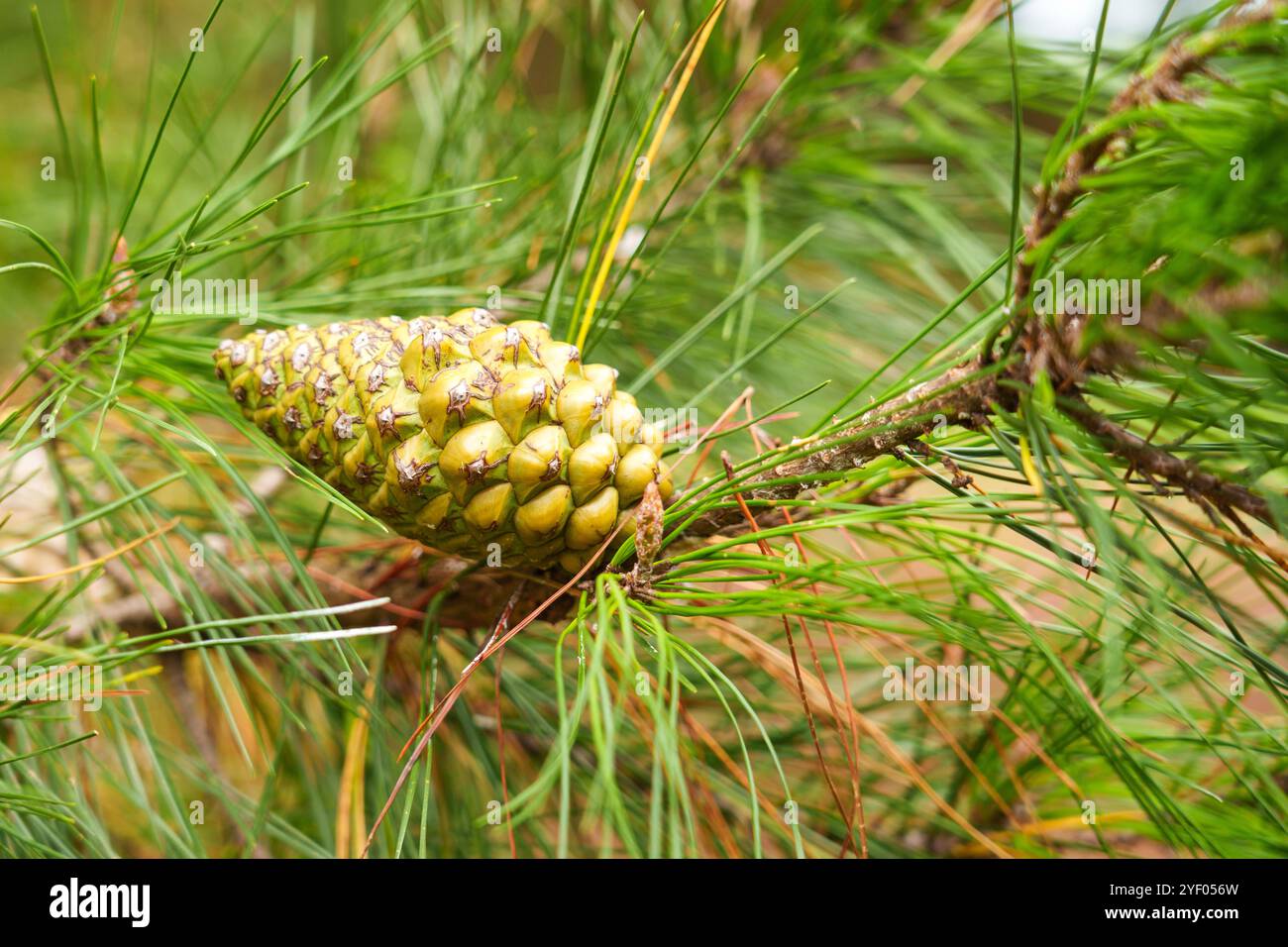 Decorative tree swaying in wind hi-res stock photography and images - Alamy