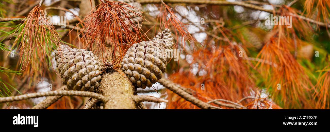 Two pine cones on a coniferous tree branch with lush needles closeup in ...