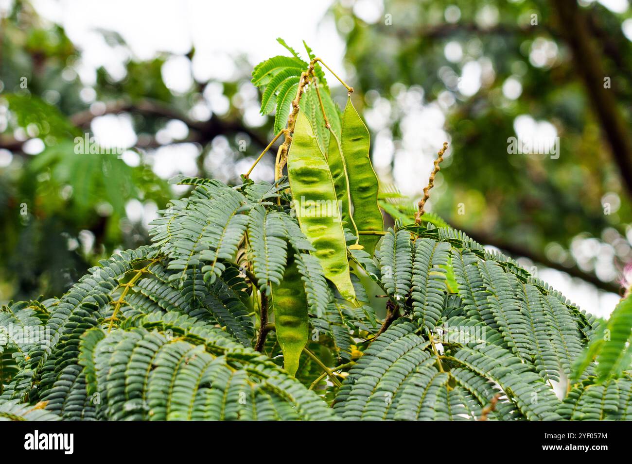 Albizia julibrissin or Persian silk tree with green pods. Fabaceae ...