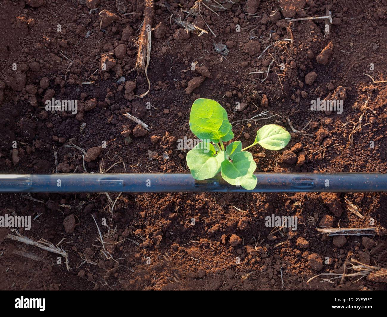Seedlings of vegetable plants growing on the ground Equipped with a ...