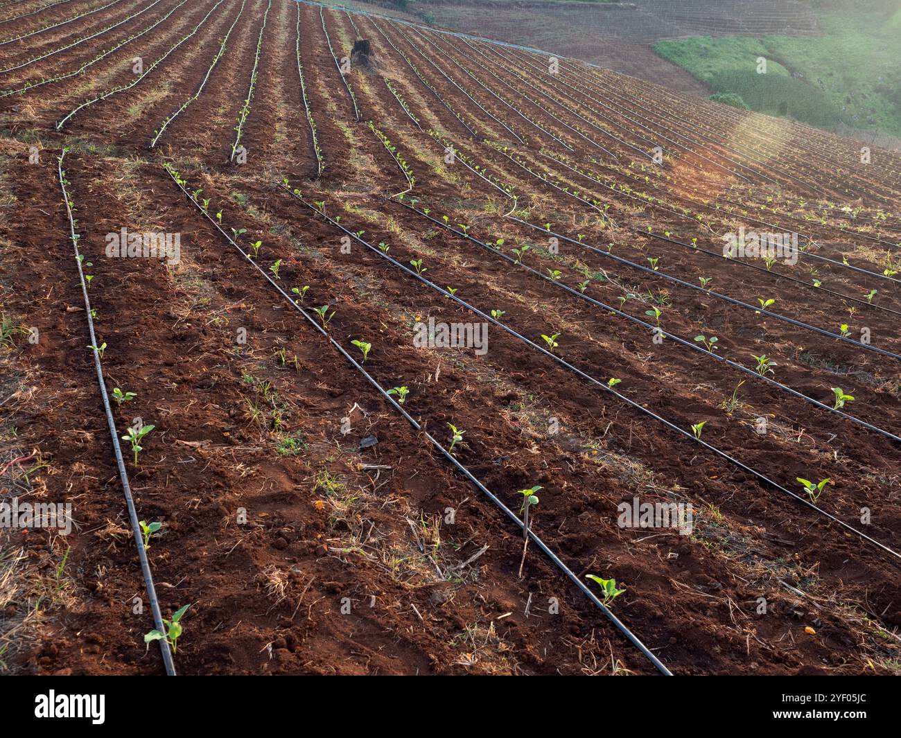 Field feeding system hi-res stock photography and images - Alamy