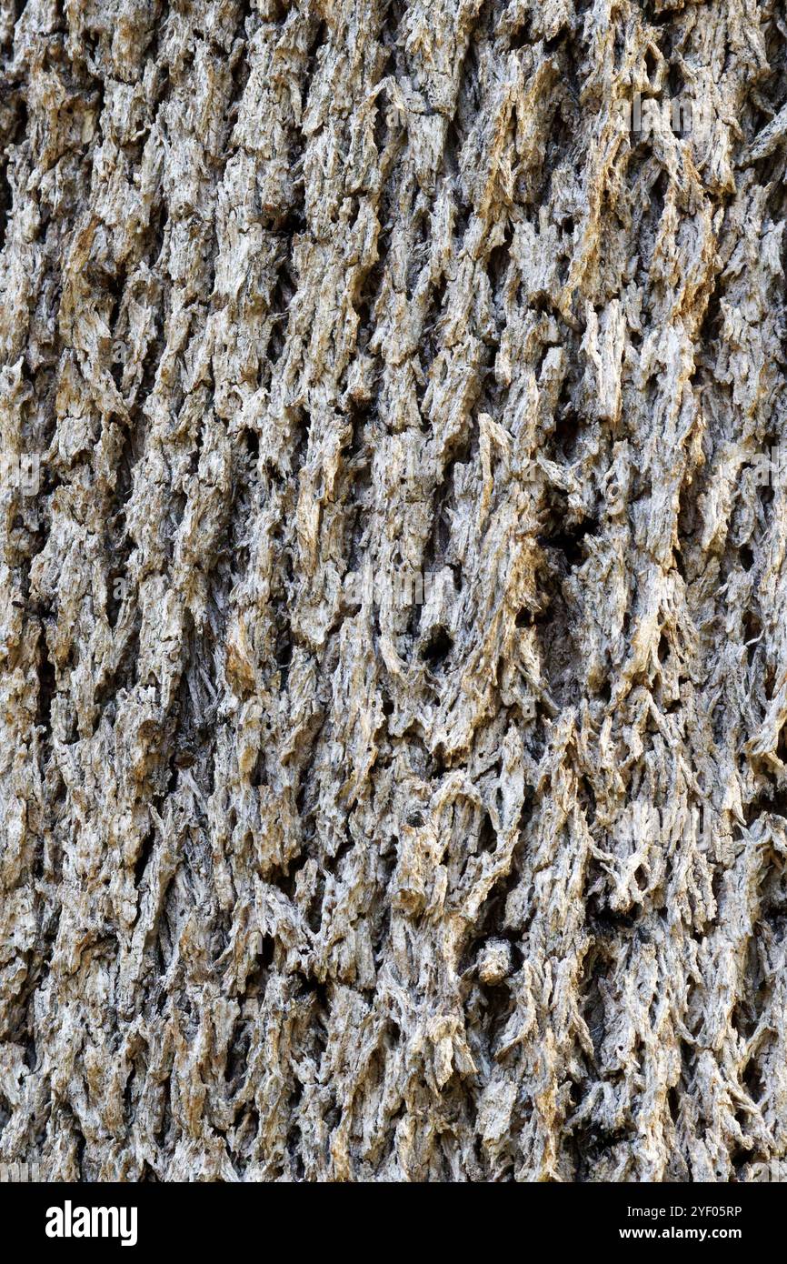 Australian bark textures from trees Stock Photo - Alamy