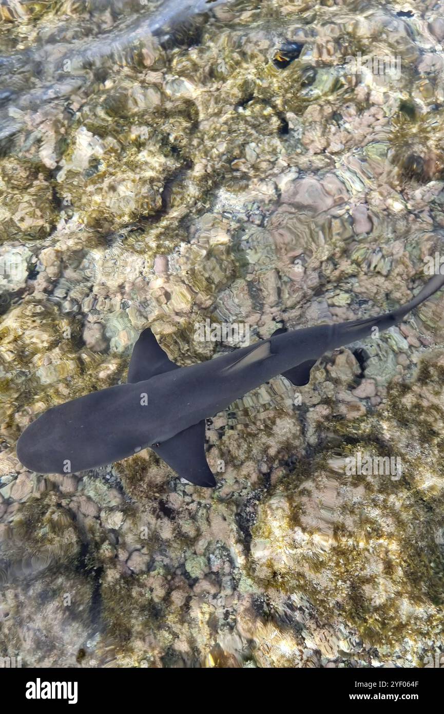 Young shark in shark bay on Sal island, Cape Verde Stock Photo - Alamy