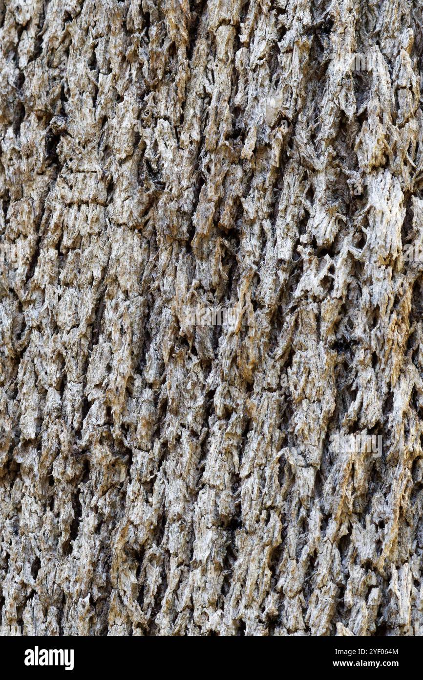 Australian bark textures from trees Stock Photo - Alamy