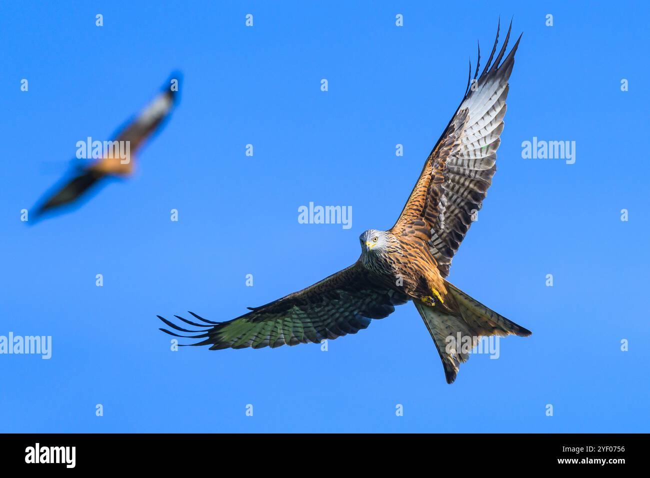 Red Kite, Milvus milvus, bird in flight Stock Photo - Alamy