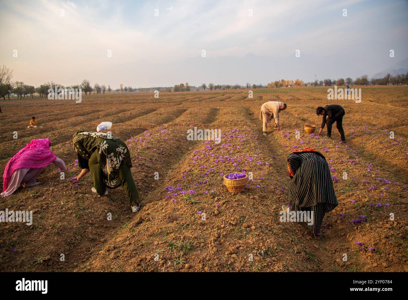 Kashmiri farmers collect saffron flowers at a field during the saffron ...