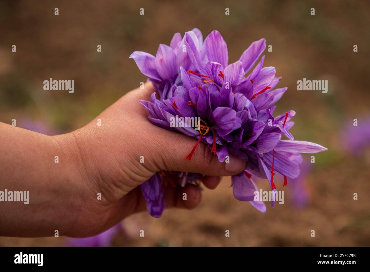A Kashmiri woman shows harvested saffron flowers at a field during the ...
