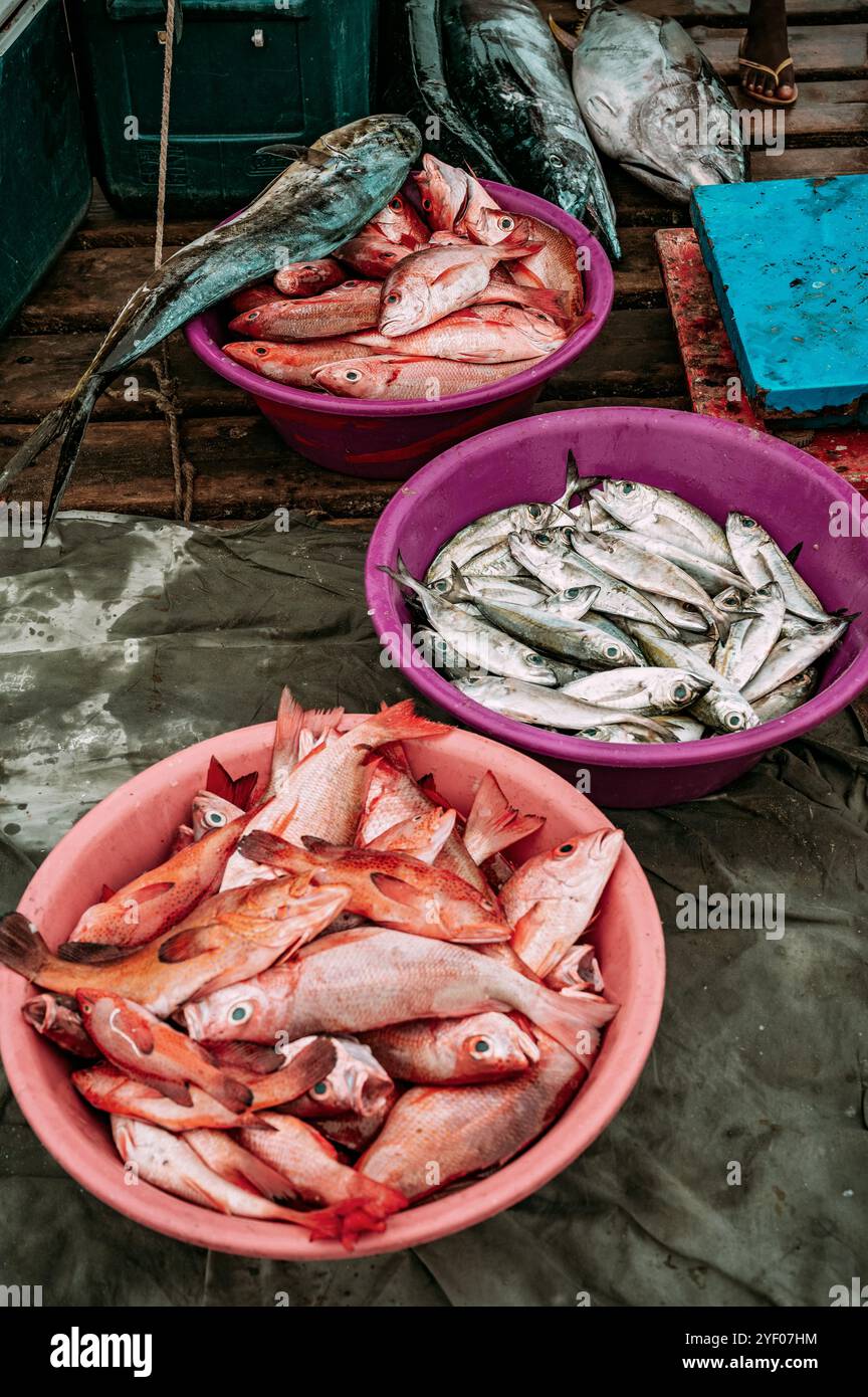 Various fresh fish on the Santa Maria pier, Sal, Cape Verde Stock Photo ...
