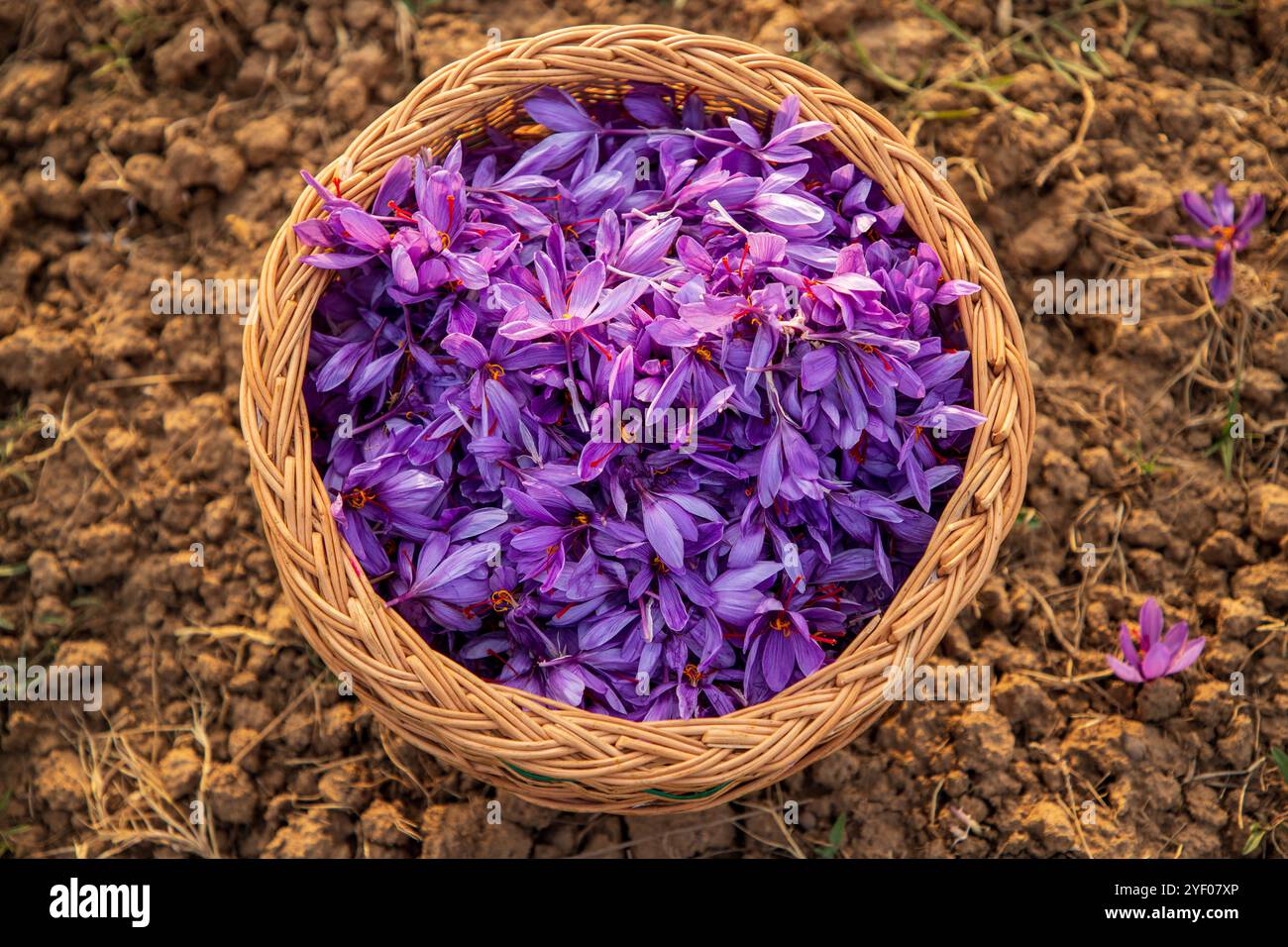 Harvested saffron flowers are seen in a basket at a field during the ...