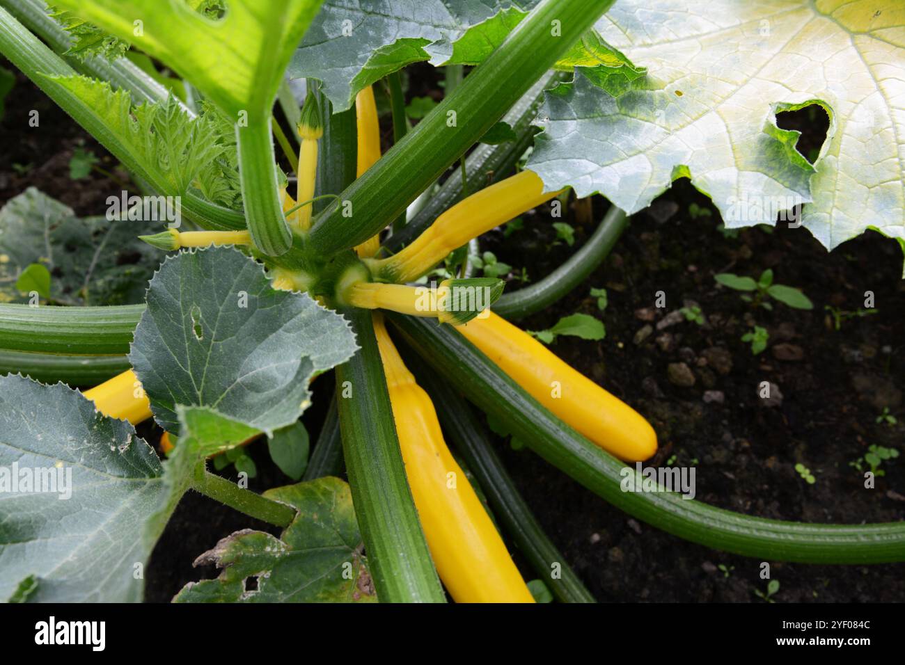 Yellow courgettes of all sizes growing on the plant in a vegetable ...