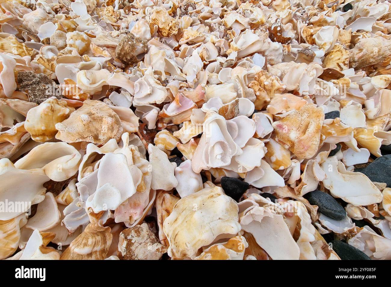 Sea snails cape verde hi-res stock photography and images - Alamy
