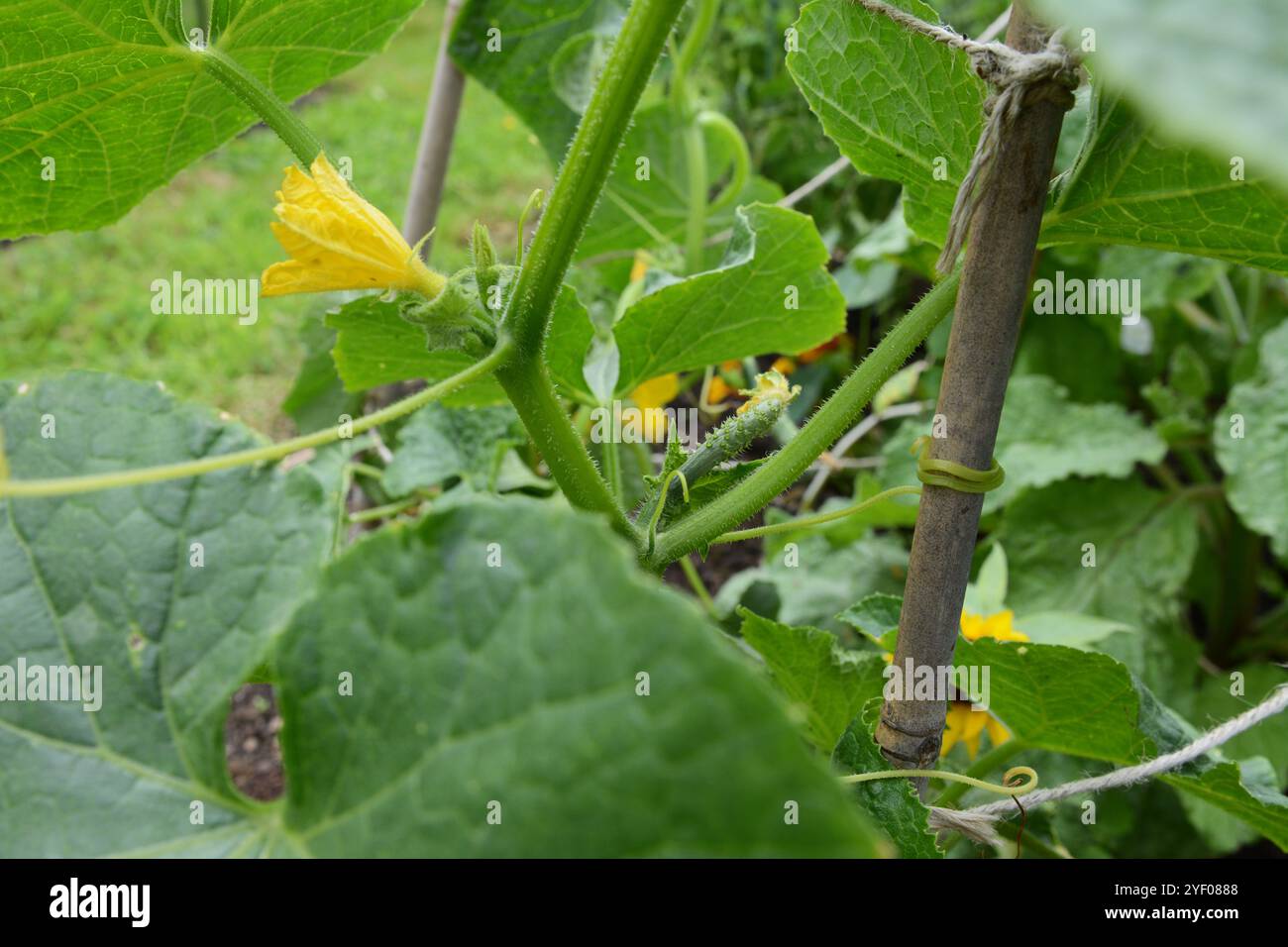 Small ridge cucumber starting to grow on a climbing vine in an ...
