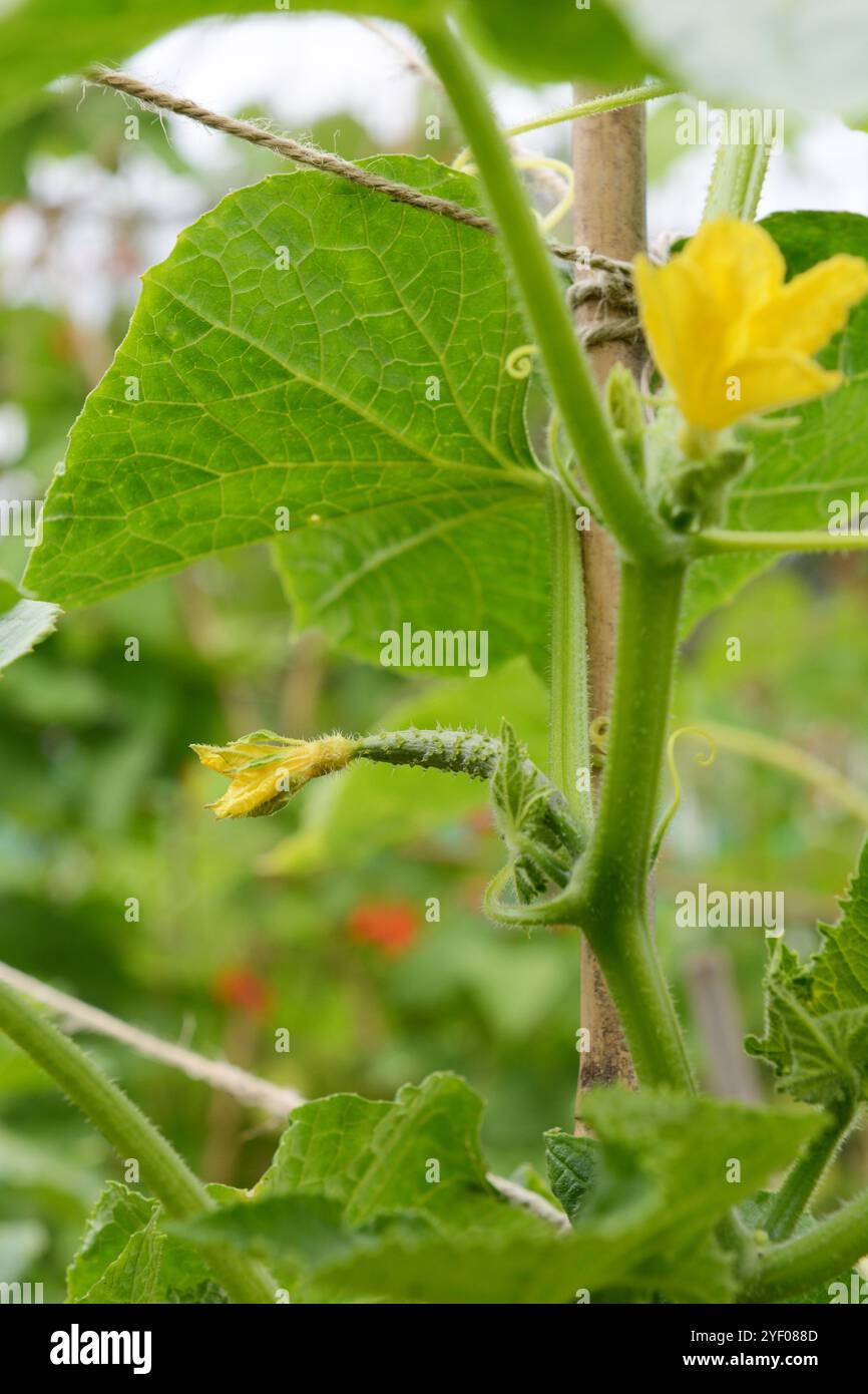 Cucumber starts to swell behind a female flower on a vine climbing a ...