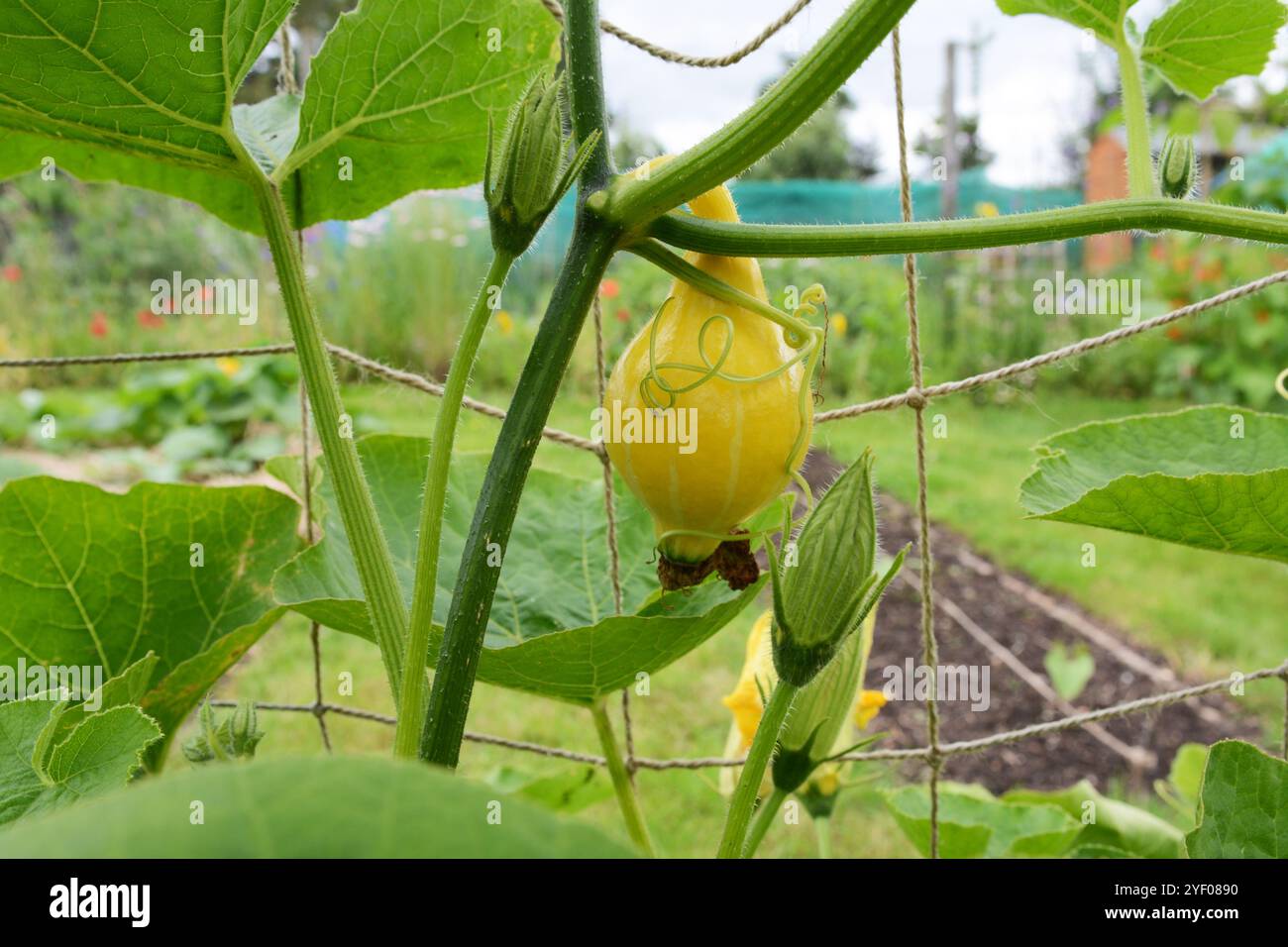Yellow uchiki kuri gourd with a curly tendril on a green vine in a ...