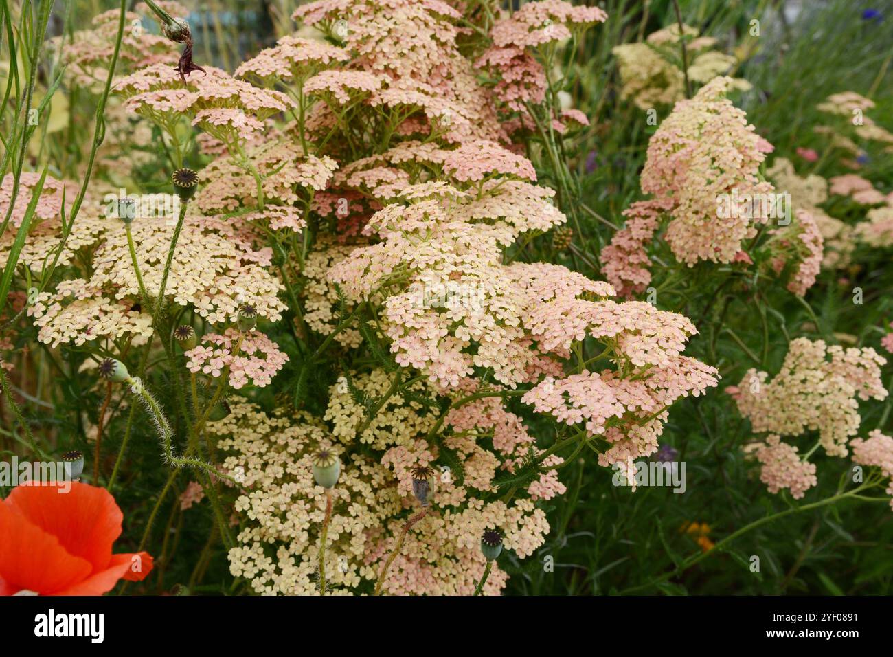 Pink and cream umbel flowers on a colourful yarrow plant in summer ...