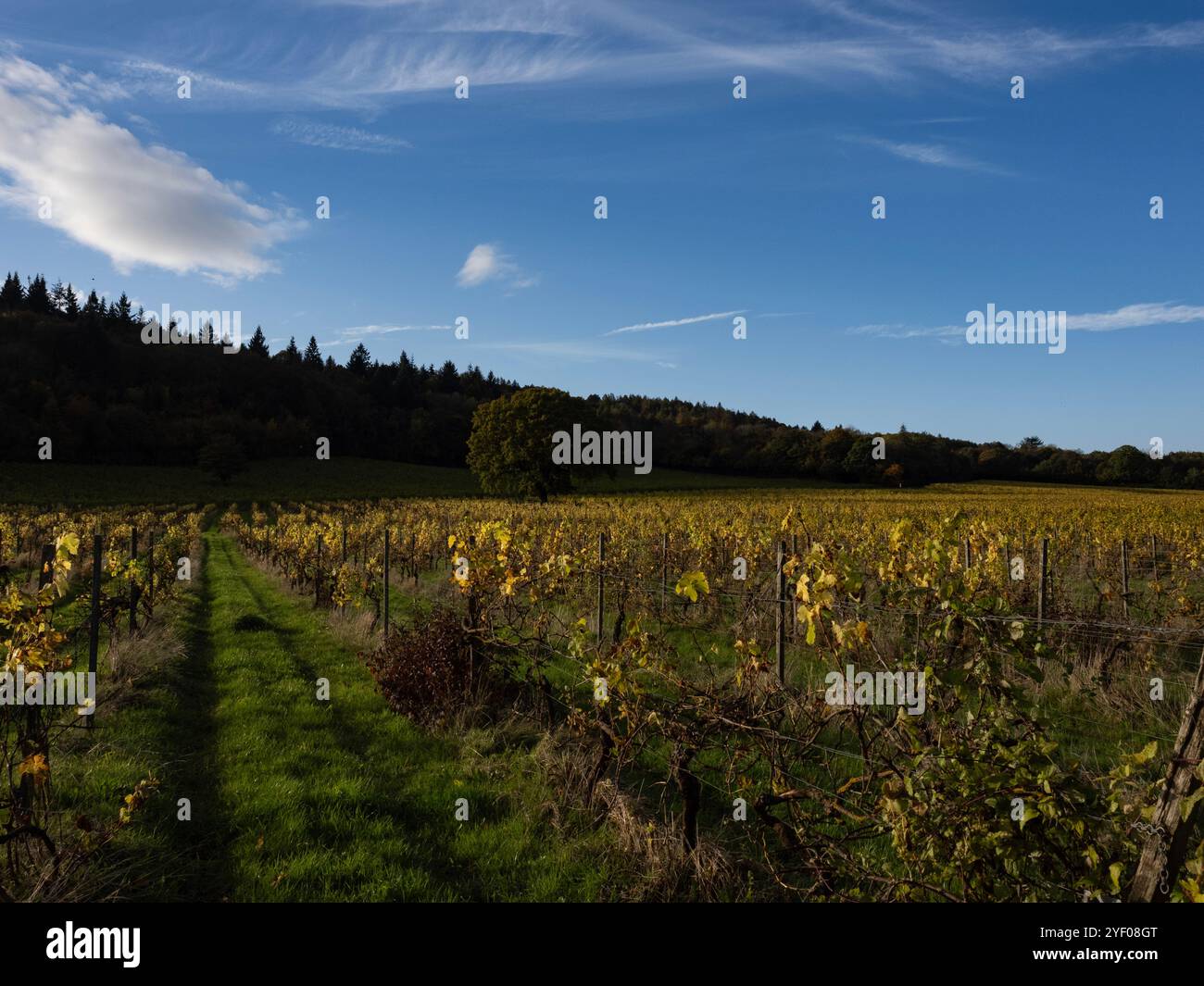 Denbies Vineyard ijn Autumn colours Stock Photo - Alamy