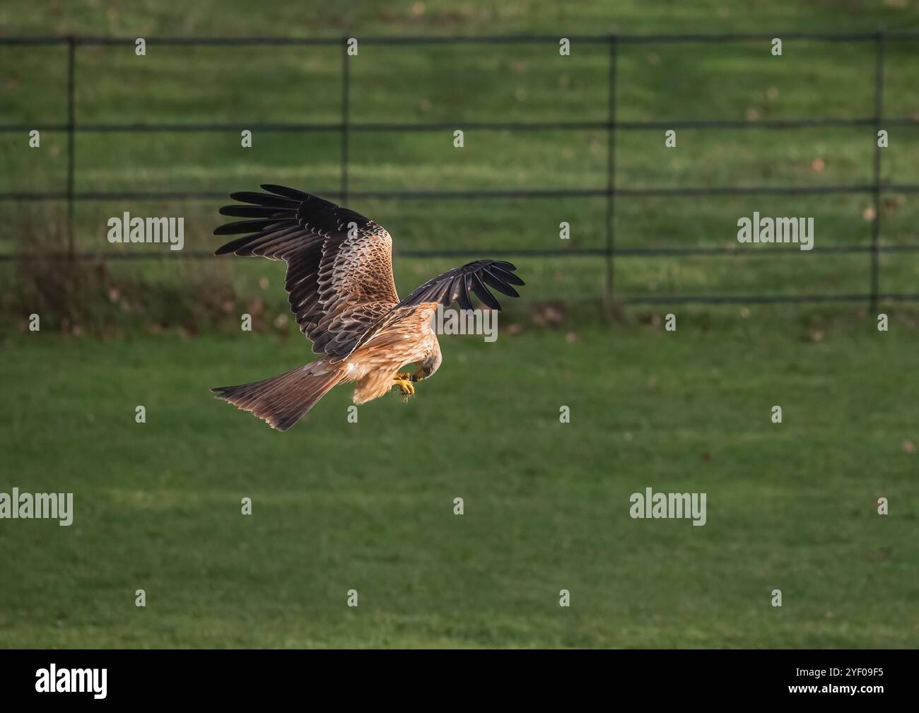 Red kite feeding on the wing hi-res stock photography and images - Alamy
