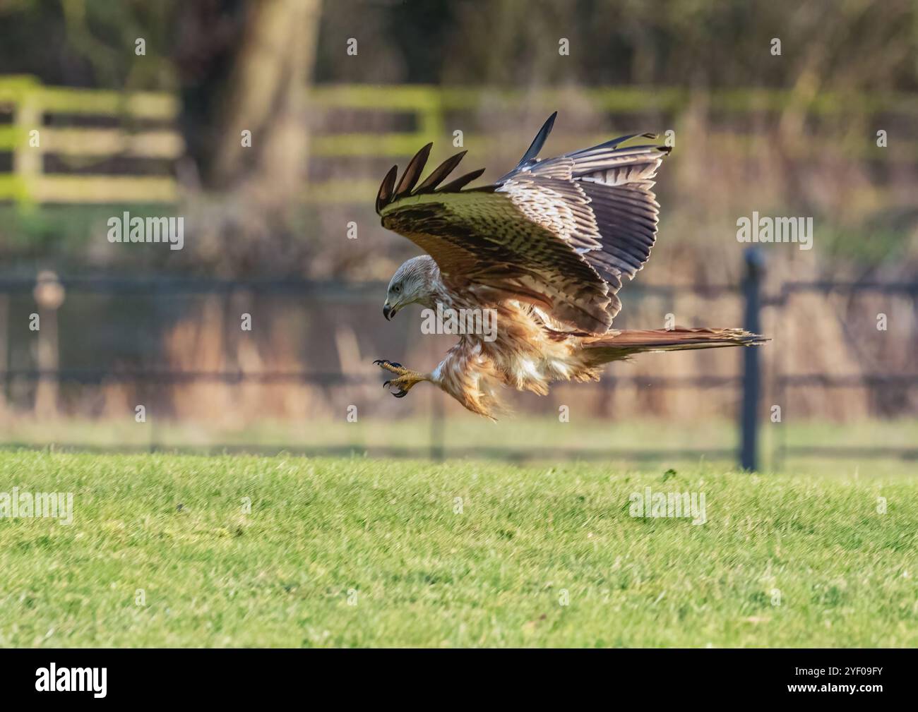 A Red Kite( Milvus milvus) in action, Talons and wings outstretched ...