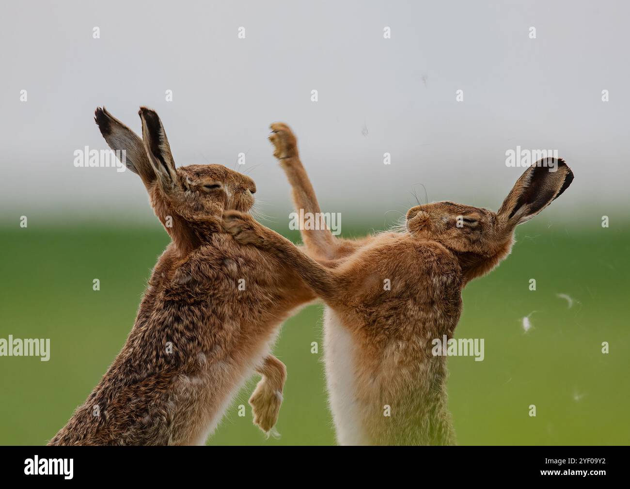 Boxing Hares -Fisticuffs . Close up of a male and female Brown Hare ...
