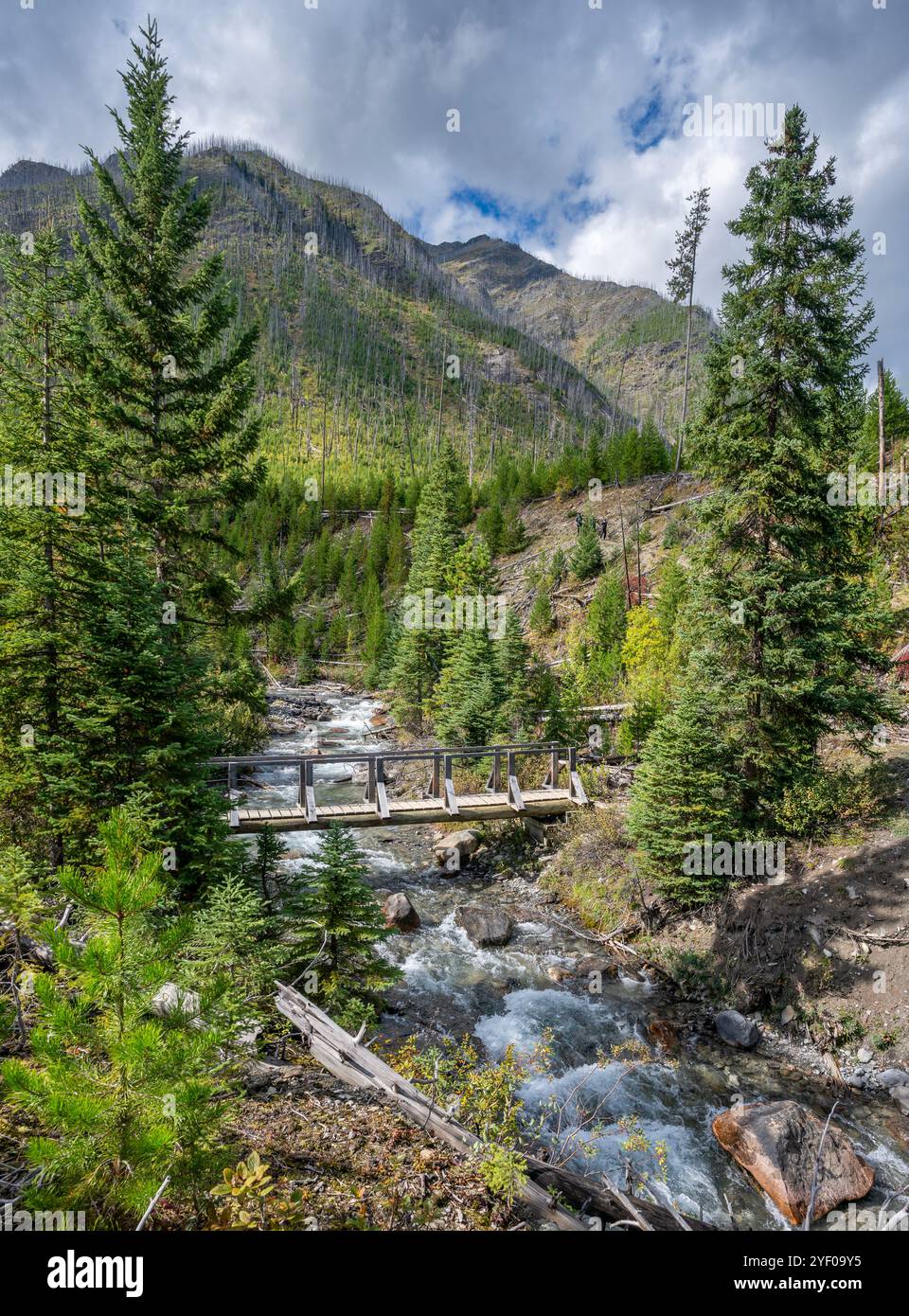 Wooden footbridge over Numa Creek In Kootenay National Park, British ...