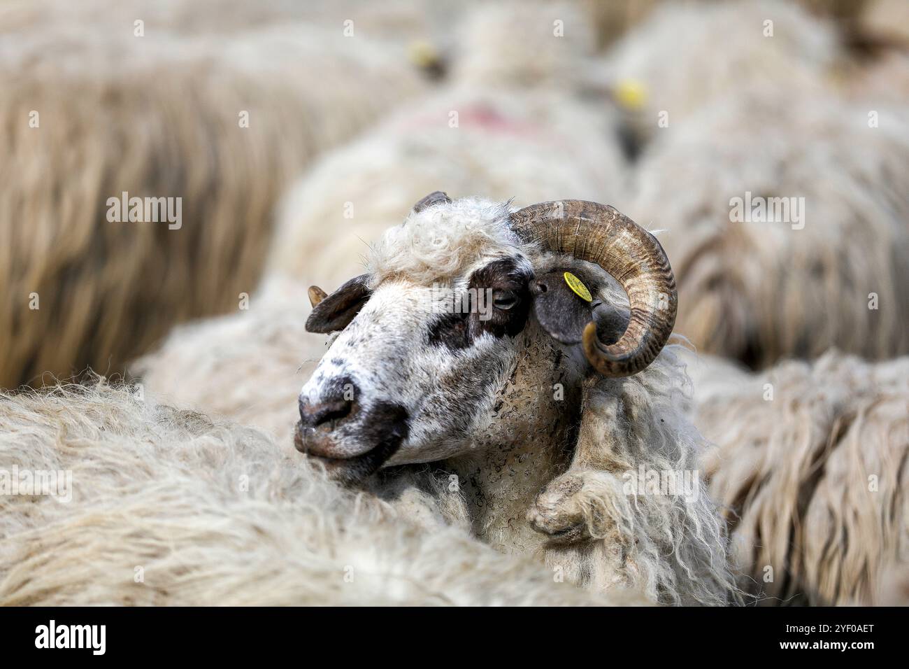 Goat in Timis province, Romania Stock Photo - Alamy