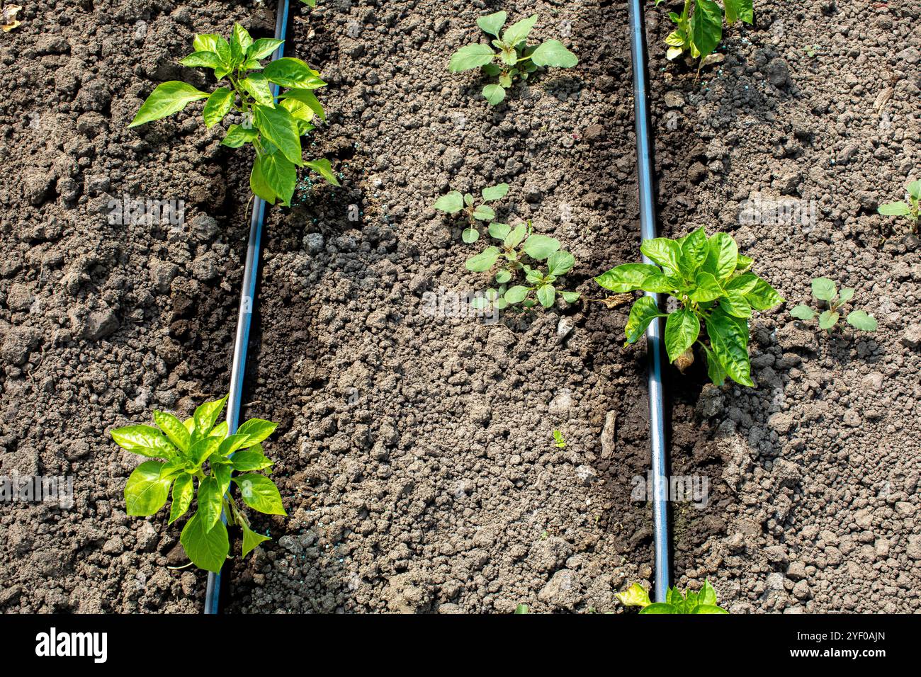 Plants and irrigation hoses in a greenhouse in Timis province, Romania ...