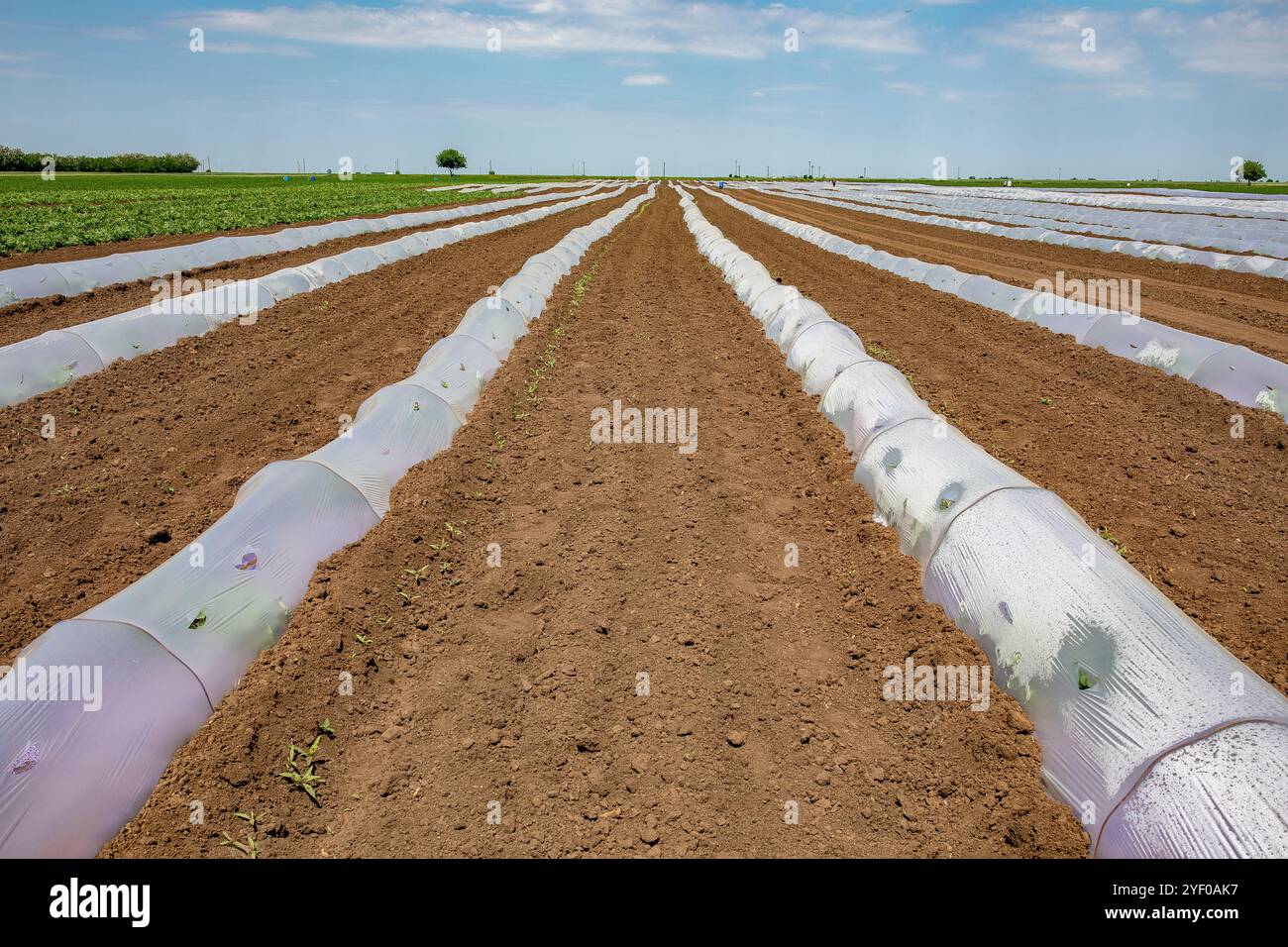 Watermelon plantation in Timis province, Romania Stock Photo - Alamy